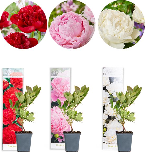 3x Paeonia Mix – Pioenroos – Struik – Winterhard – ⌀09 cm - 15-20 cm ...