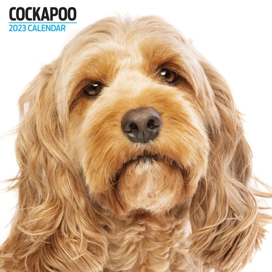 Cockapoo Kalender 2023 Modern | bol.com