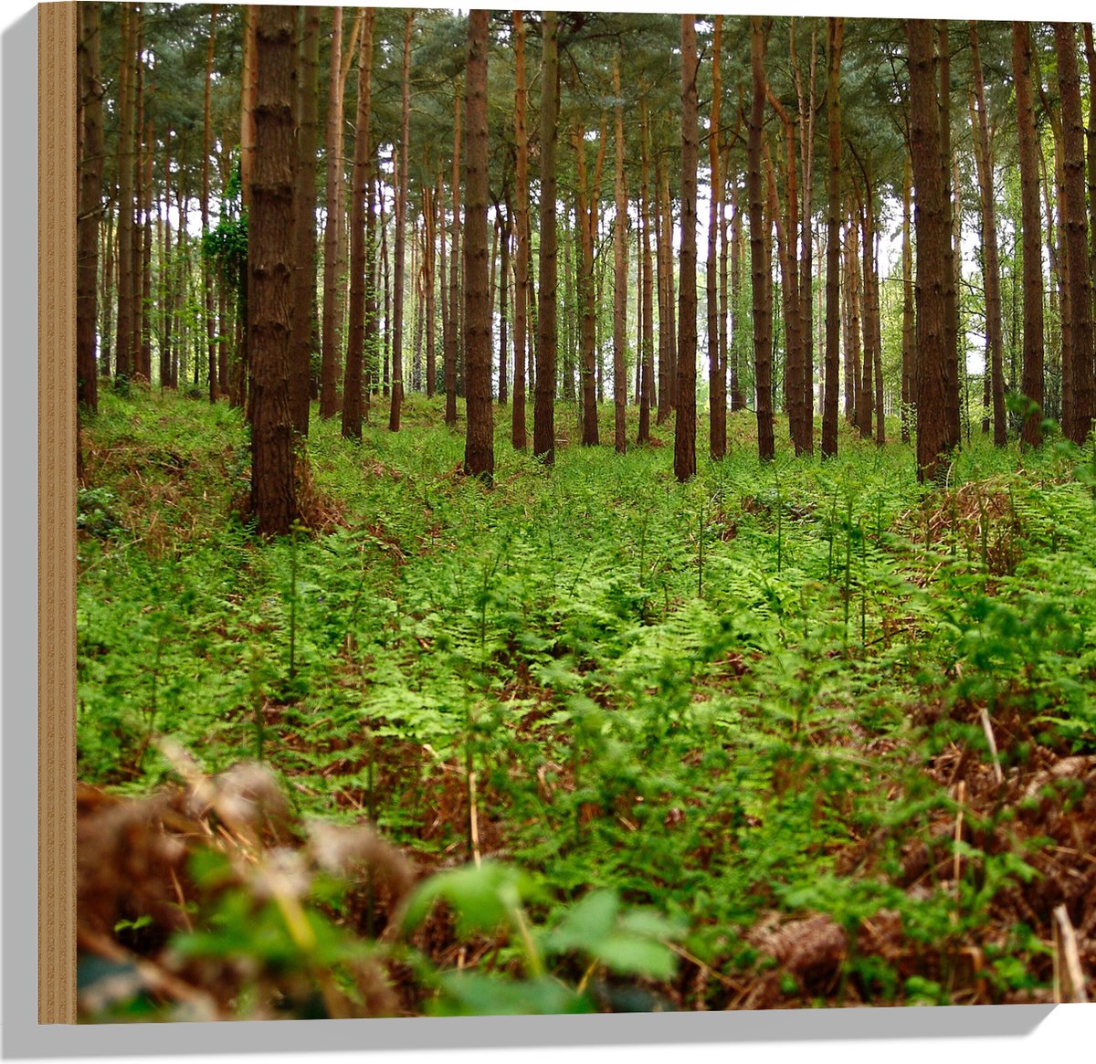 WallClassics - Hout - Groene Planten in het Bos - 50x50 cm - 12 mm dik ...