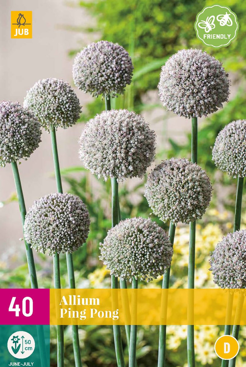 Jub Holland - Allium / Sierui Ping Pong / Nieuw - 40 Bloembollen ...