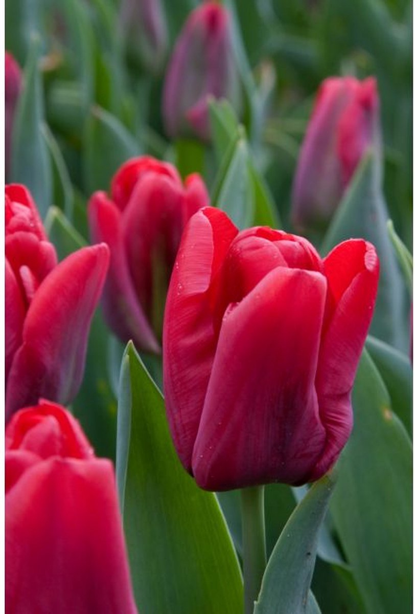 Jub Holland Bloembollen Triumph Tulpen Rood - 25 Stuks - Tulpenbollen ...