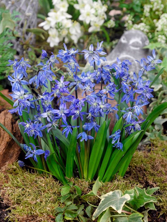 500x Sterhyacint 'Scilla siberica' - BULBi® Bloembollen met bloeigarantie | bol