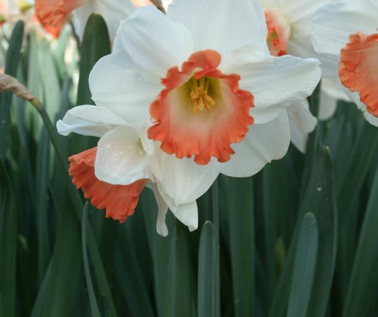 Narcis Satin Pink - 50 Narcissen - Narcissus - Voorjaarsbloeiers ...