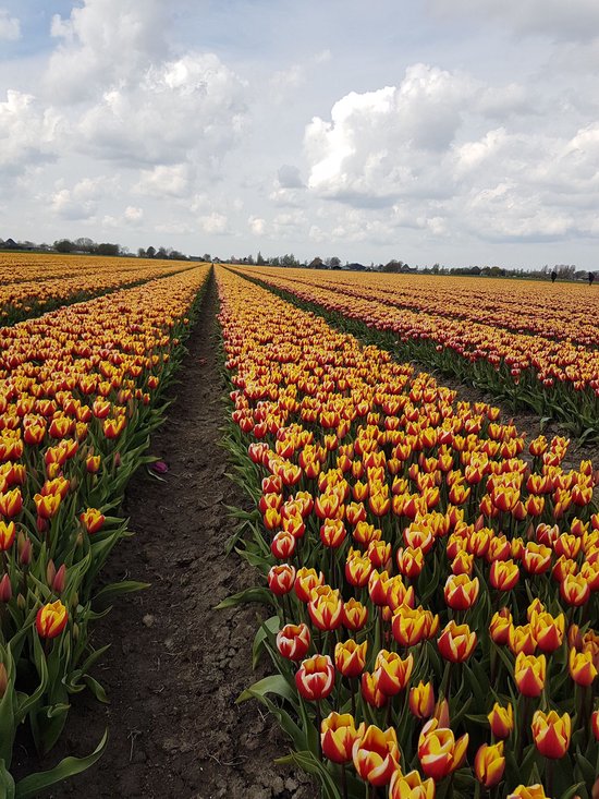 Bloembollen Jan Seignette - 25 stuks Tulpen / Flowers / Bloemen ...