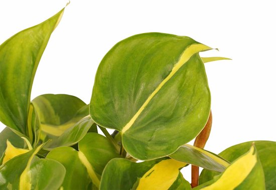 Decorum Duo Philodendron Brazil met potten Anna Grey - Set van 2 - Kap Scindapsus -... | bol.com