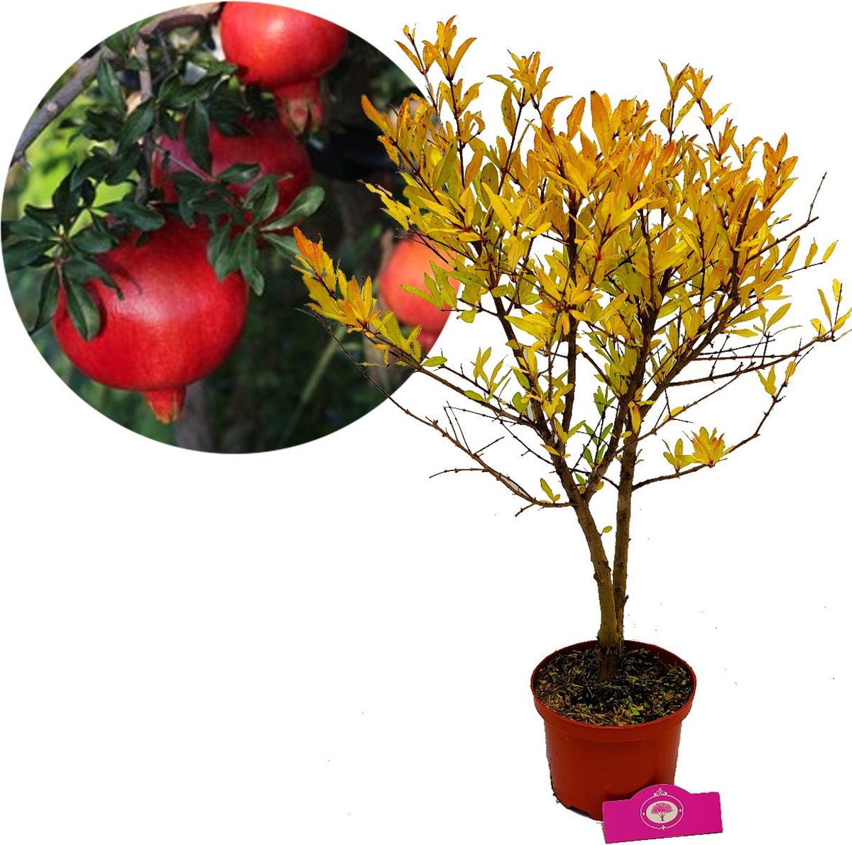 Punica granatum 'Acco', granaatappel, 2 liter pot | bol.com