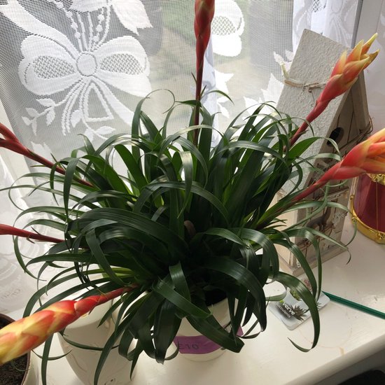 PerfectPlant - Kamerplant - Multiflower Astrid single | bol.com