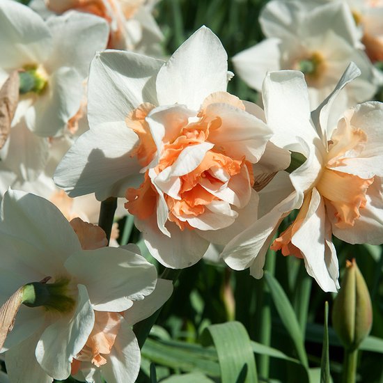 Narcis Replete | bol.com