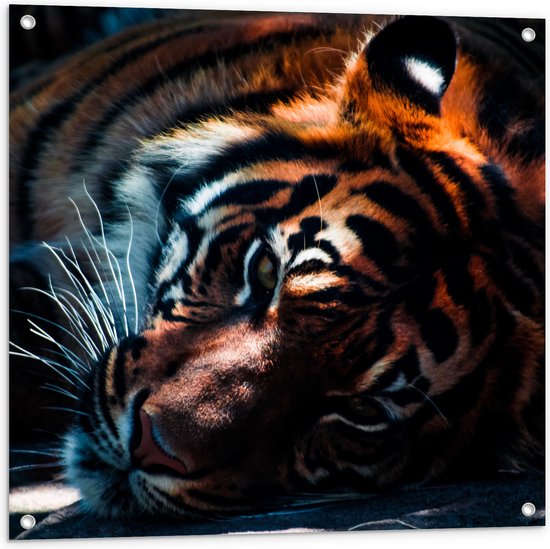 WallClassics - Tuinposter – Tijger in de Schaduw - 80x80 cm Foto op Tuinposter ... | bol