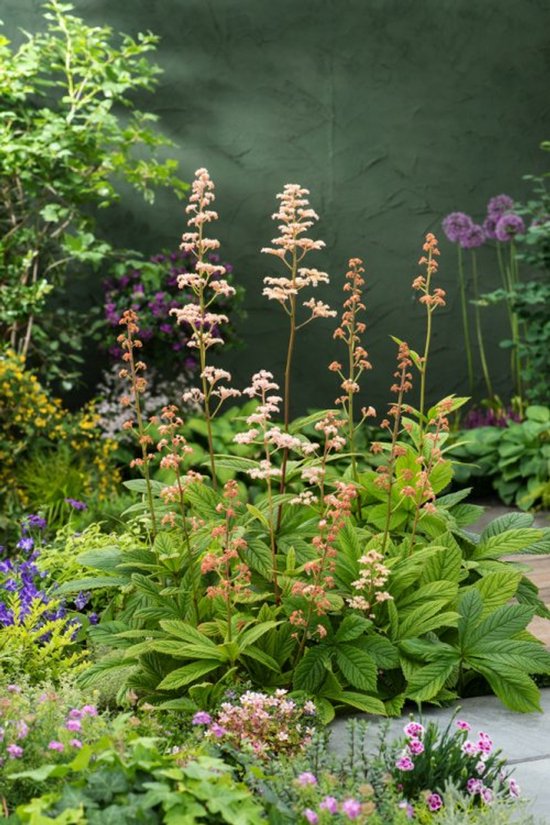Plants Online - Tuinplanten - Vaste planten - Set van 3 - Rodgersia ...