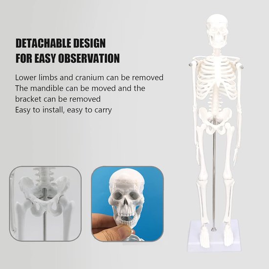 Mini Human Skeleton Model - Anatomical Model - 45cm/17.7inch Mini PVC ...