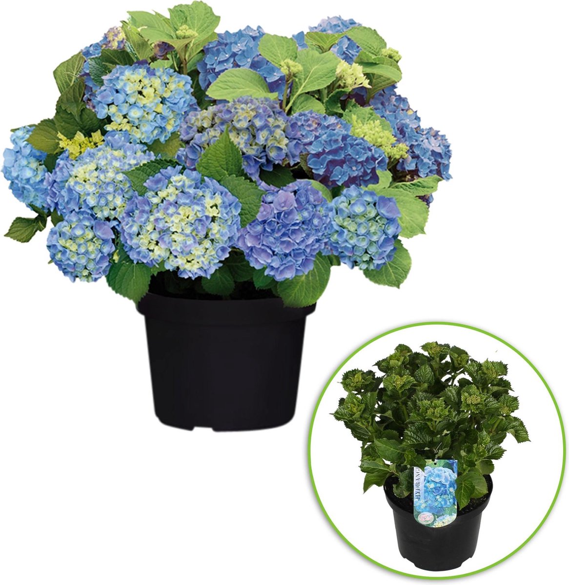 Hydrangea Magical 'Coral Blue' - Hortensia blauw - ↑ 25-35cm - Ø 23cm ...