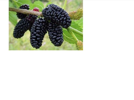 Morus nigra - Zwarte moerbei in 60- 80 cm in pot | bol