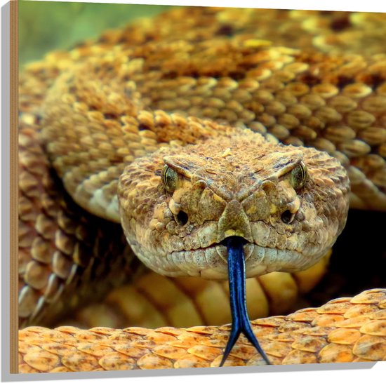 WallClassics - Hout - Gele Slang met Blauwe Tong - 80x80 cm - 9 mm dik ...