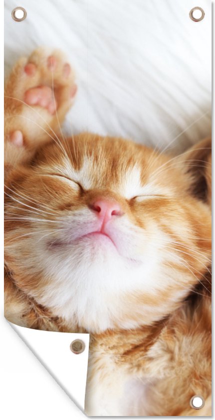 Schuttingposter Kat - Rood - Huisdieren - Kitten - 100x200 cm ...