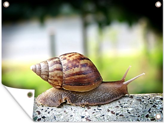 Tuin decoratie Slak op steen - 40x30 cm - Tuindoek - Buitenposter | bol