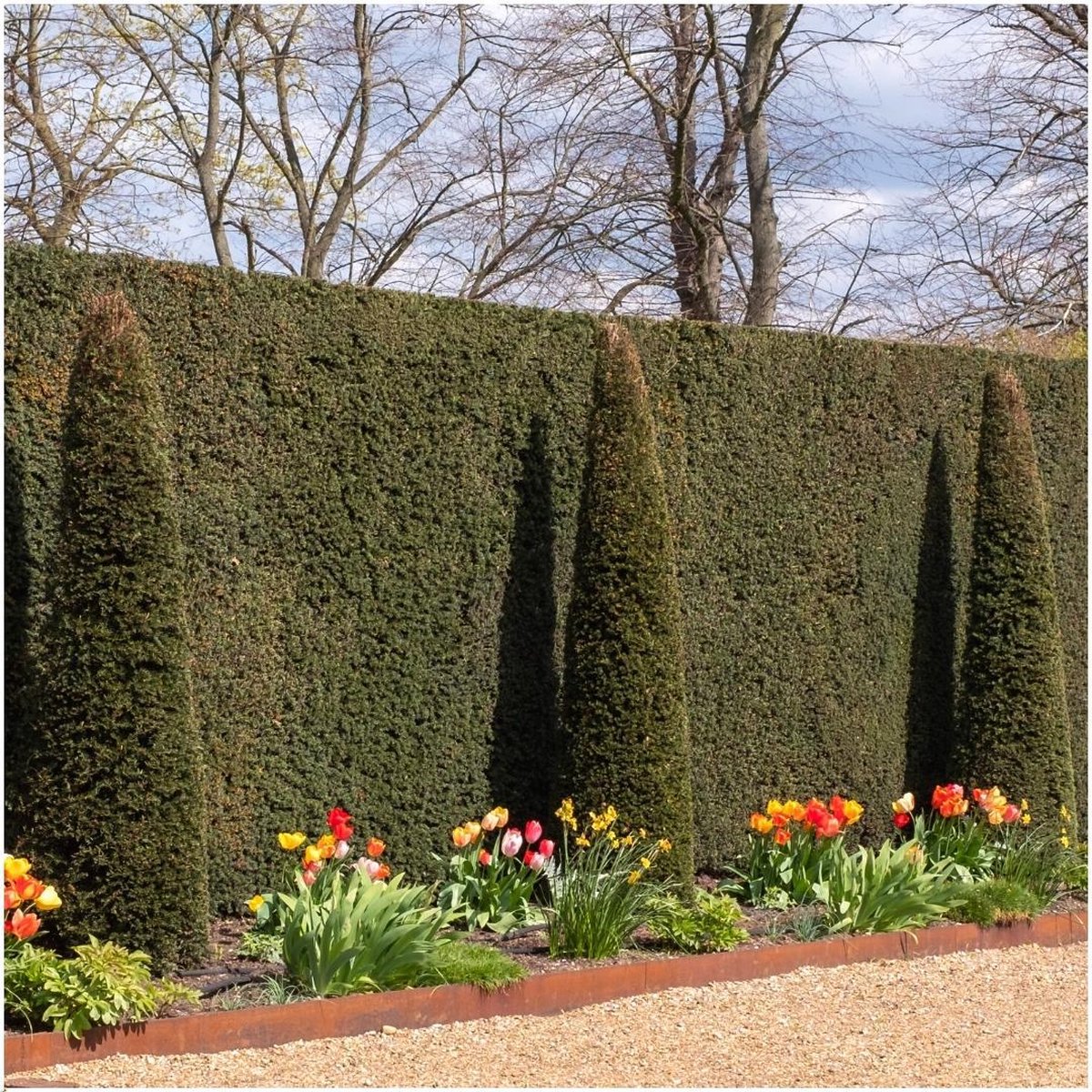 Plants By Frank - 1 meter Venijnboom haag - Taxus baccata - Set van 6 ...