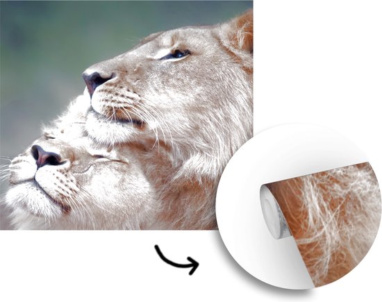 Behang - Fotobehang Leeuw - Wilde dieren - Big Five - Breedte 220 cm x hoogte 220 cm | bol