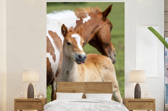 Behang - Fotobehang Paarden - Veulen - Gras - Breedte 170 cm x hoogte ...
