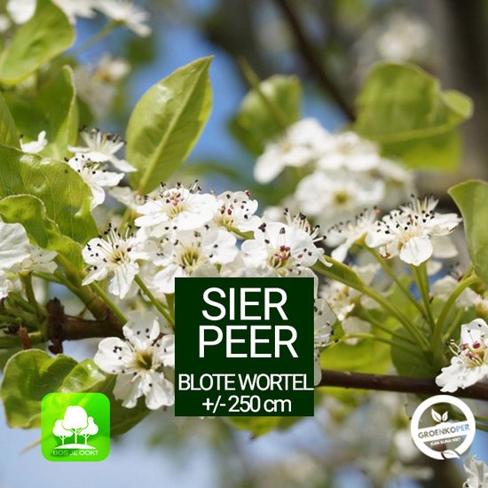 Sierpeer - Pyrus calleryana 'Chanticleer' Blote Wortel +/- 250cm H ...
