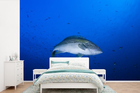 Behang - Fotobehang Zeebaars in een zee - Breedte 525 cm x hoogte 350 ...
