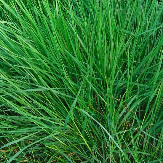 MRS Seeds & Mixtures Gewoon Struisgras | bol