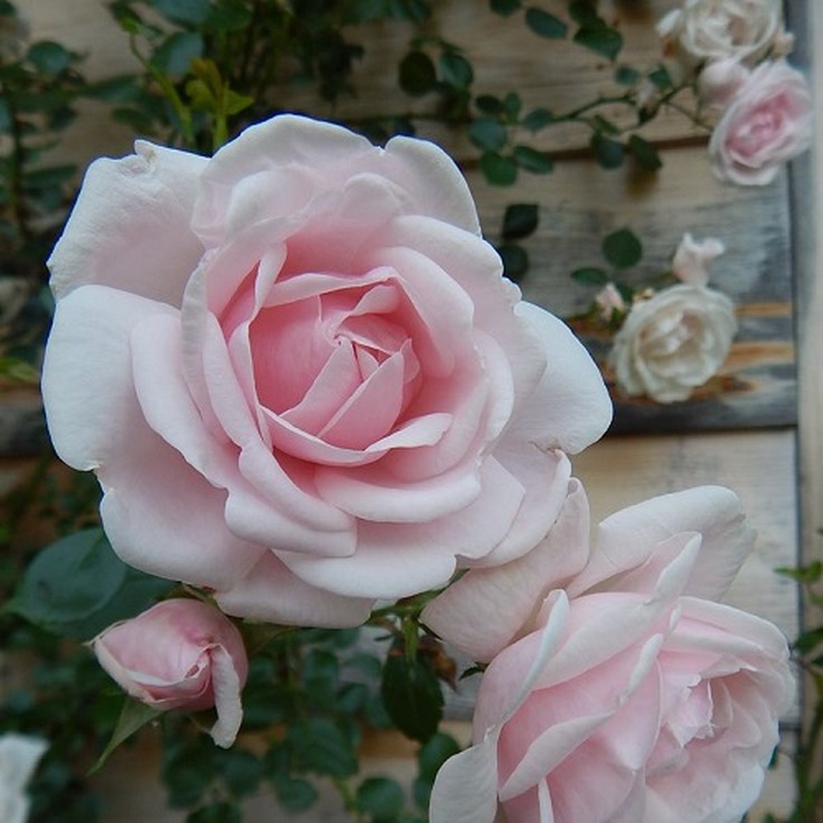 New Dawn (Klimroos) - Klimplant | Roze doorbloeiende Klimroos ...