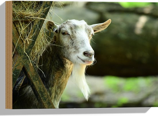 WallClassics - Hout - Geit met Lange Sik van achter Hooibak - 40x30 cm ...