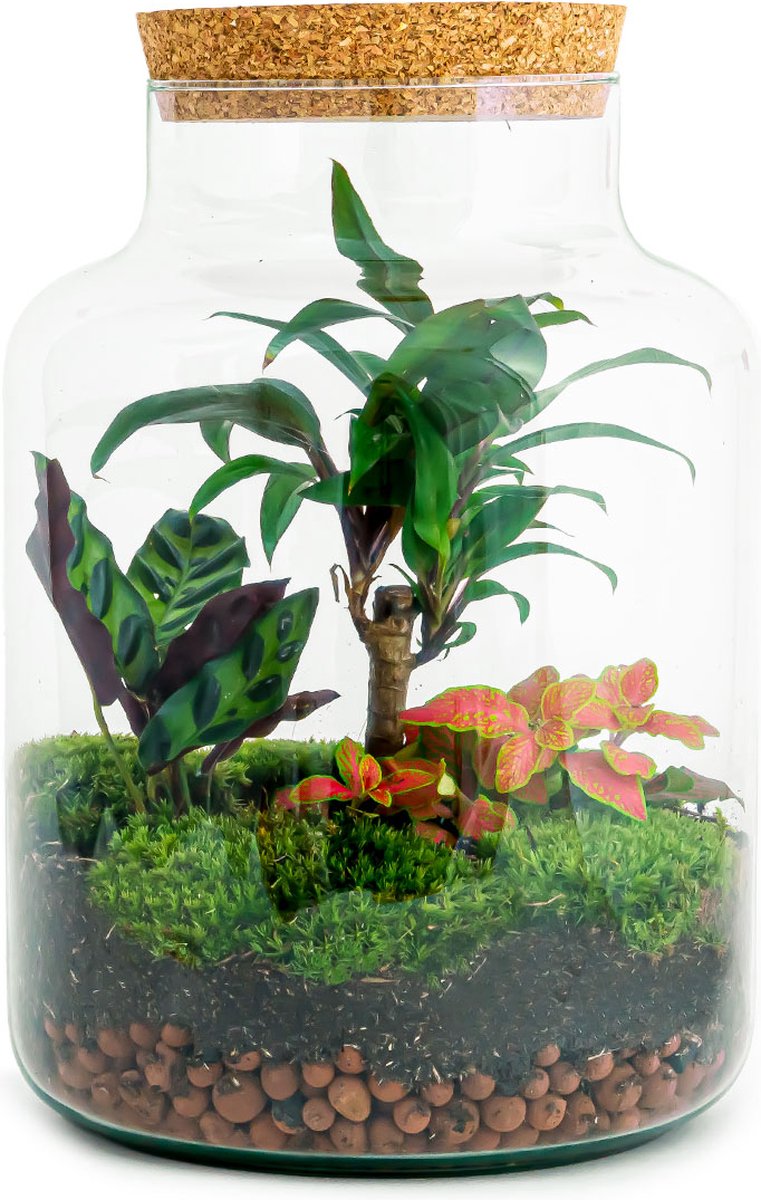 Planten terrarium DIY - Milky Palm - ↑ 30 cm - Ecosysteem plant ...