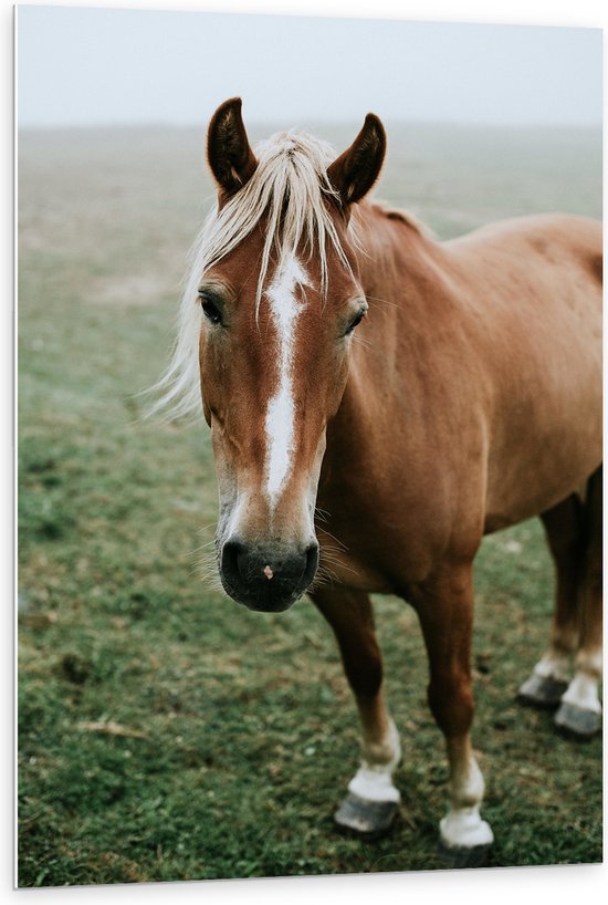 PVC Schuimplaat- Bruin Paard met Witte Aftekening in Groen Grasveld ...