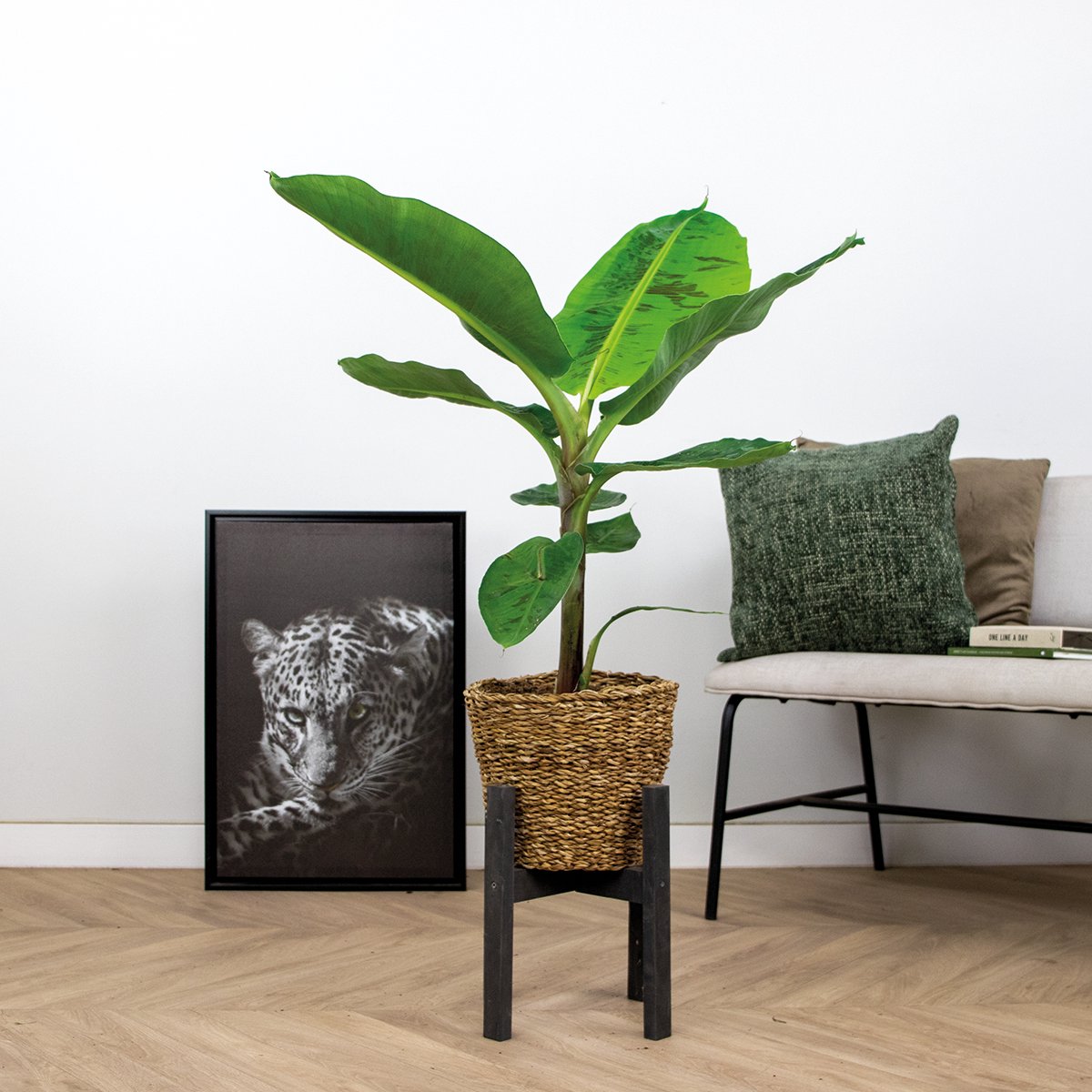 Musa Cavendish - Bananenplant - Kamerplant - Luchtzuiverende plant voor ...