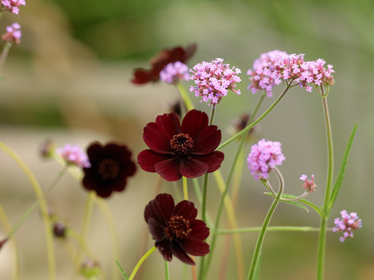 Cosmos atrosanguineus - Chocolade cosmos | 1 stuk | Bijen- en ...