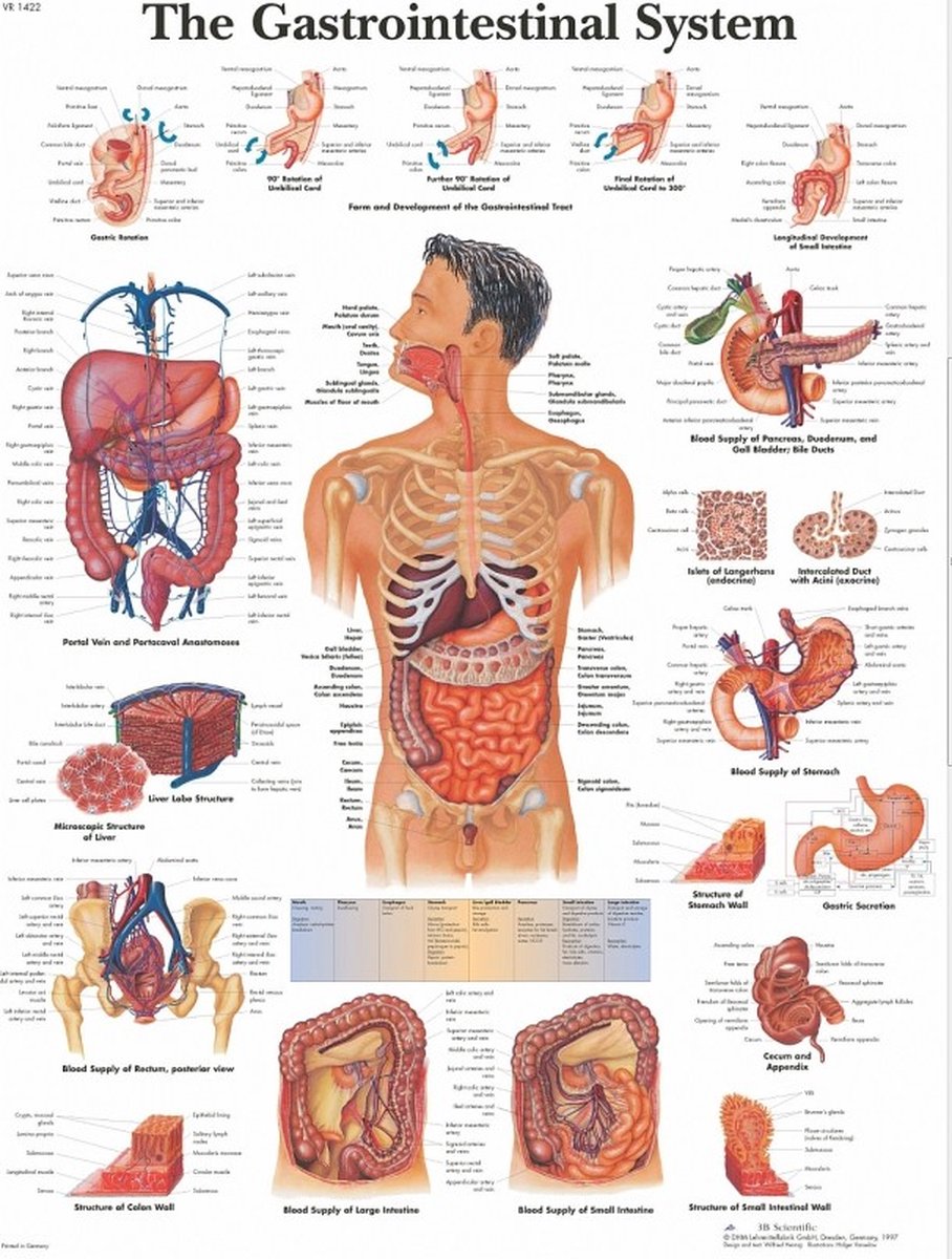 Anatomie Poster Maag-darmstelsel, papier | bol.com