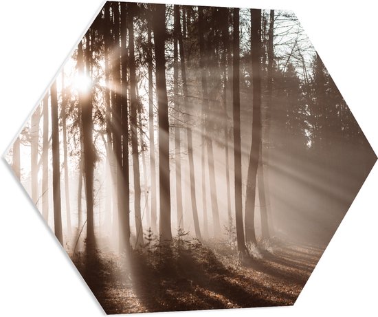 PVC Schuimplaat Hexagon - Zonnestralen die Schijnen door de Bomen heen ...