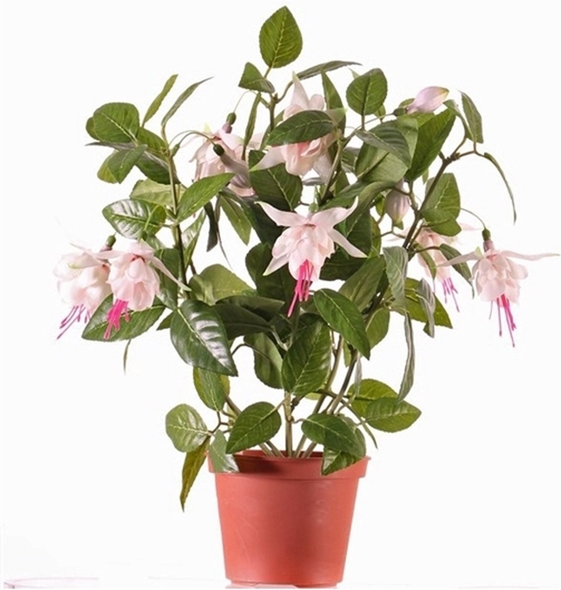 Fuchsia plant roze in pot 30 cm | bol.com