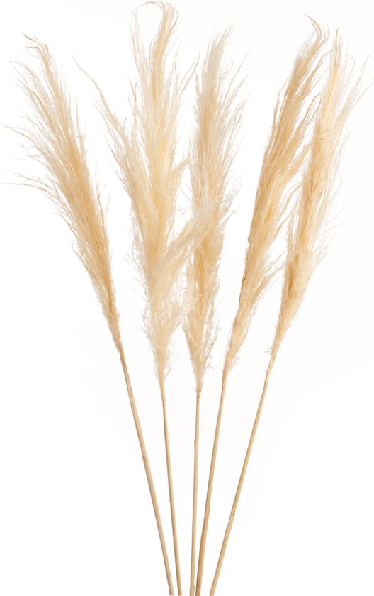 Pampas pluimen fluffy - Wit - 110 cm - 3 stuks | bol