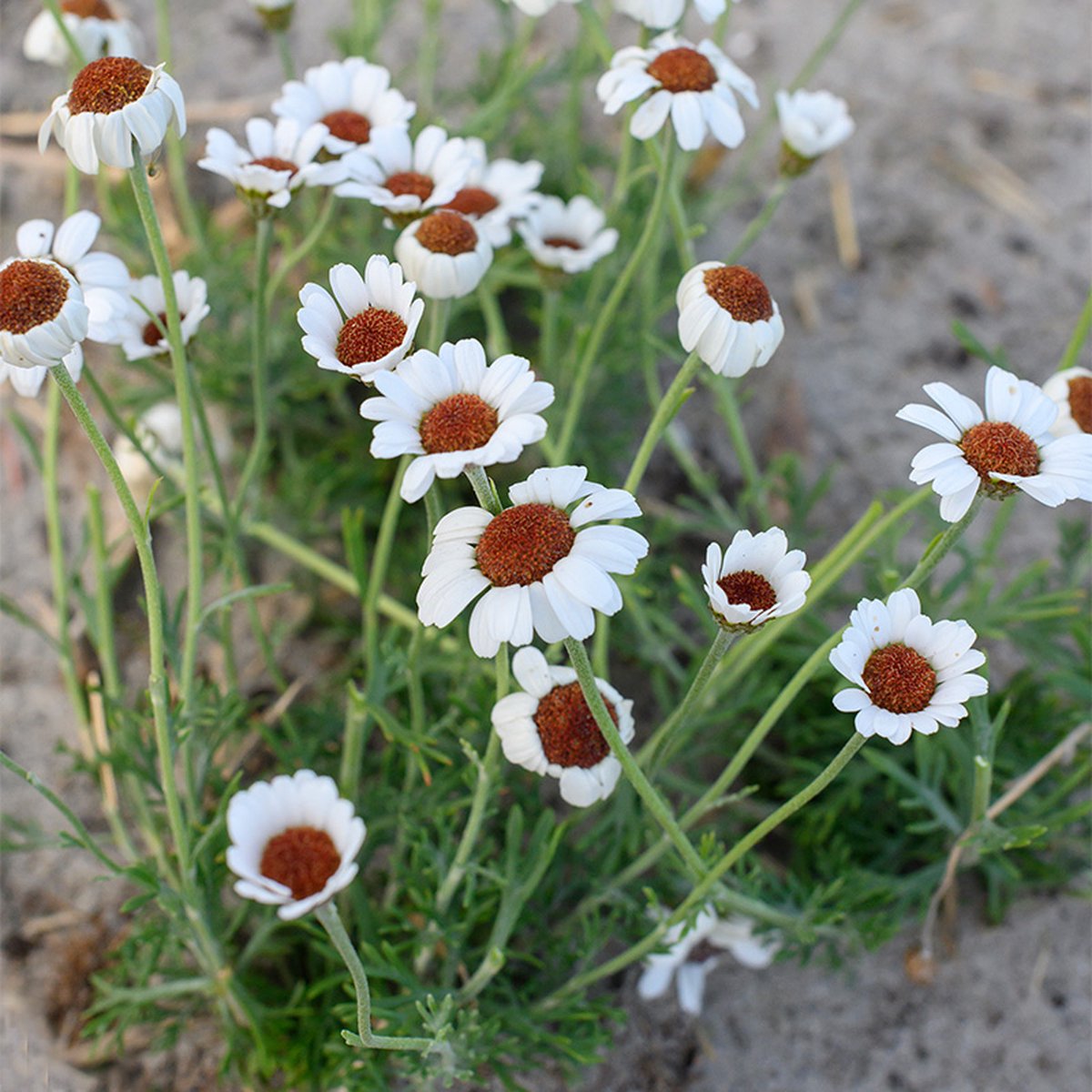 Marokkaanse margriet (Rhodanthemum) 'Casablanca' | 1 stuk | Rotsplant ...