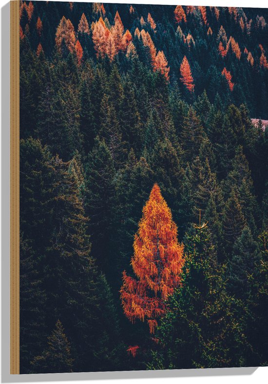 Hout - Gemixte Groene en Bruine Bomen - 50x75 cm - 9 mm dik - Foto op ...