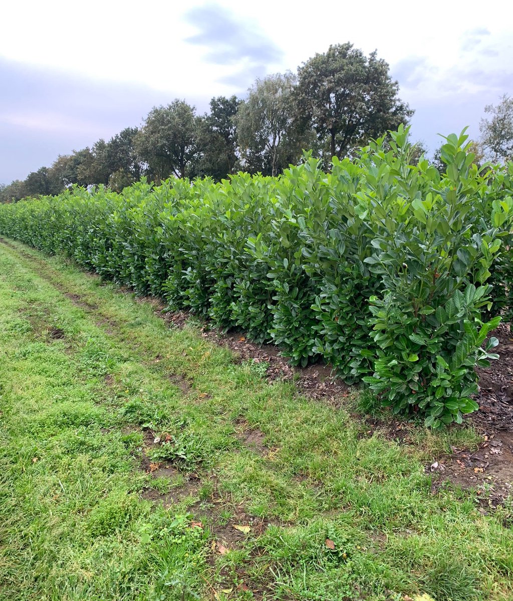 6x Prunus laurocerasus 'Rotundifolia' laurier 175-200cm | bol.com