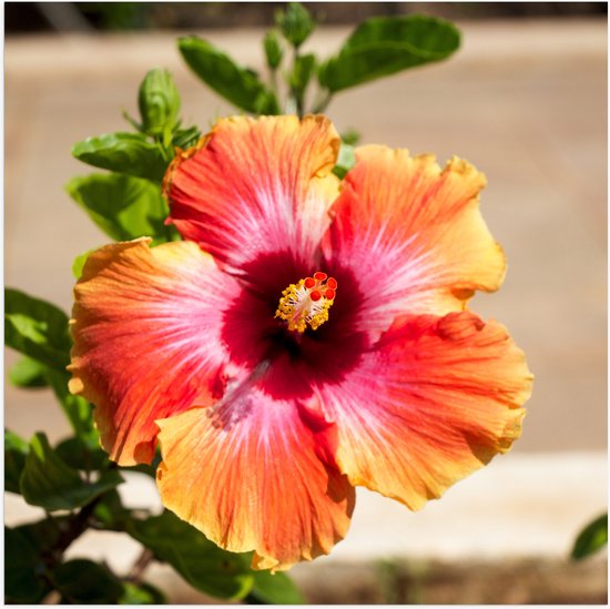 Poster (Mat) - Roze en Oranje Chinese Roos - 80x80 cm Foto op ...