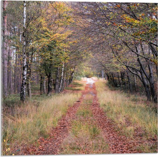 Acrylglas - Bospad in een Bos in Nederland - 50x50 cm Foto op Acrylglas ...