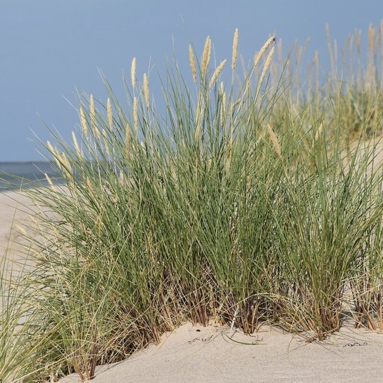 50 x Helmgras of Duingras - Siergras Winterhard - Ammophila Arenaria in ...
