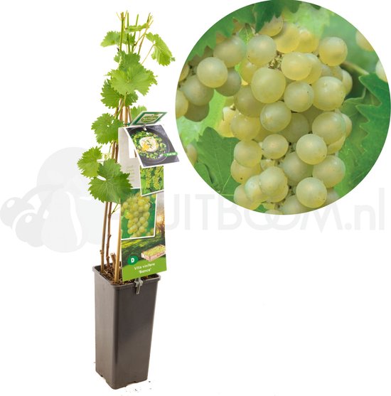 witte druif - Vitis vinifera Bianca - druivenplant - druivenstruik ...