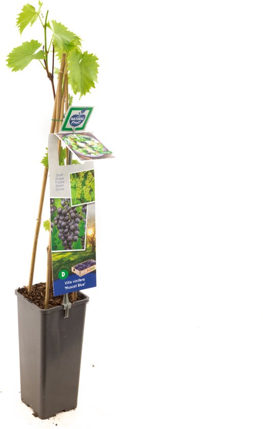 Vitis vinifera Muscat Blue | bol.com