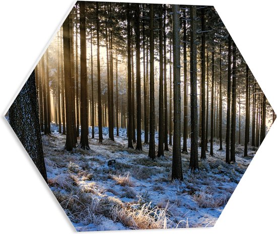PVC Schuimplaat Hexagon - Felle Herfst Zonnestralen door Smalle Bomen ...