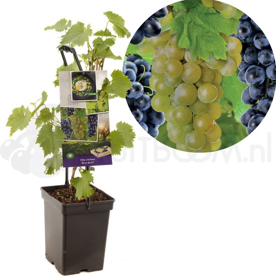 Vitis vinifera Duo druif | bol