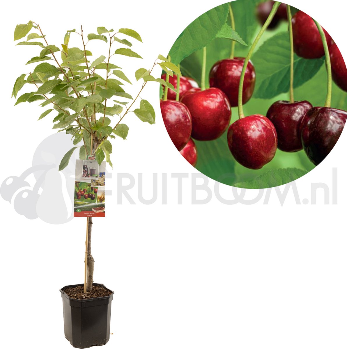 Kersenboom - Prunus avium Regina - zoete kers - laagstam - 160 cm hoog ...