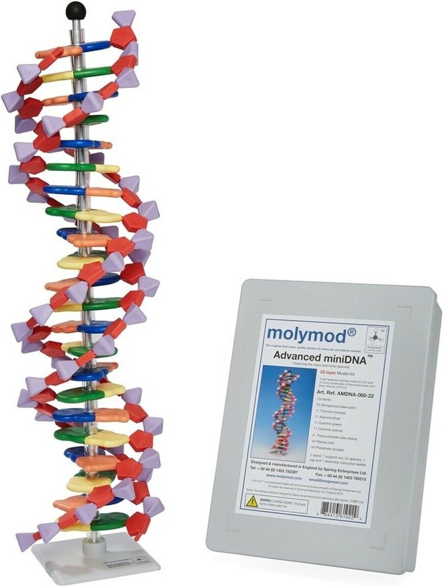Molymod - DNA model 22-layer | bol.com
