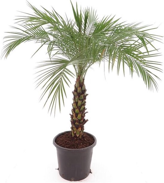 Palmboom zaden kit - Trachycarpus fortunei - Chinese Waaierpalm ...