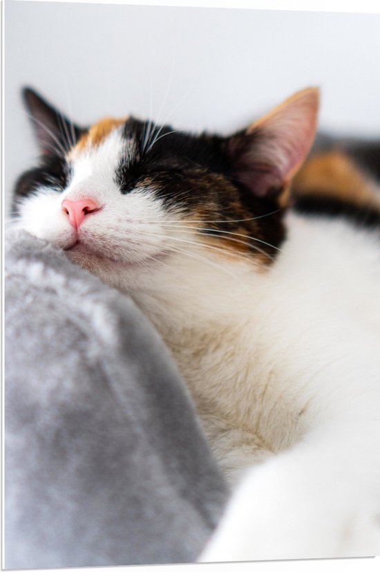 WallClassics - Plaque de Mousse PVC - Chat Calico Allongé sur Canapé ...